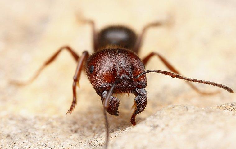 A Step-By-Step Guide To Effective Ant Control For Your Pompano Beach Home