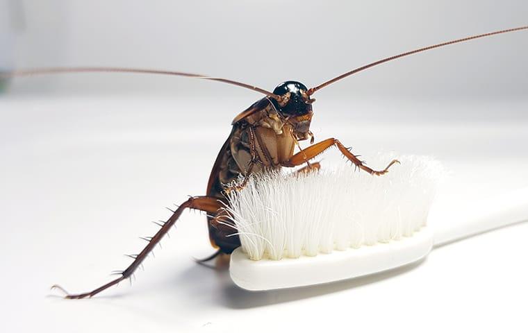 A Guide To Keeping Cockroaches Out Of Your Pompano Beach Home
